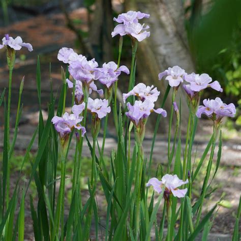 Photo Of The Entire Plant Of Species X Iris Iris Lavender Landscape