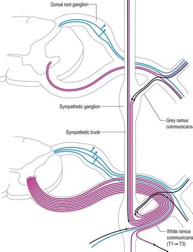 Spinal Cord And Nerve Roots Neupsy Key
