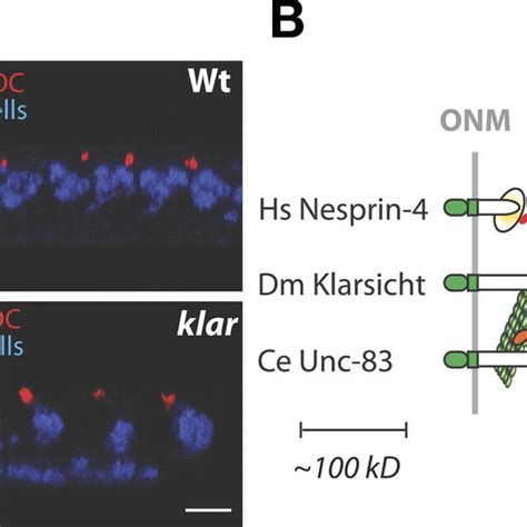 Topology And Functions Of Linc Complexes In The Perinuclear Space The