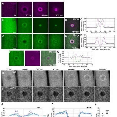 Dia And Daam Are Recruited In Distinct Spatiotemporal Patterns To The