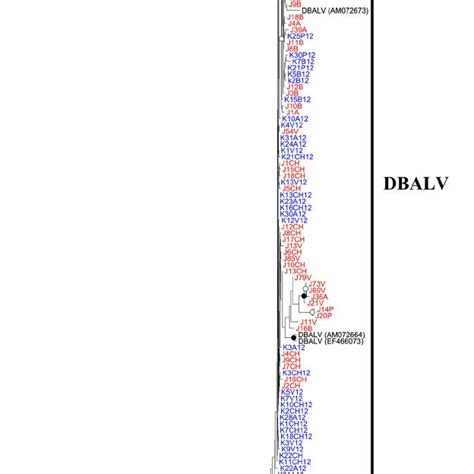 Maximum Likelihood Phylogenetic Tree Based On The Sequence Of The