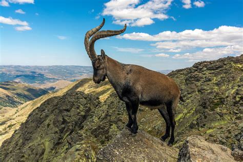 Pyrenean Ibex Extinct Mammal Britannica