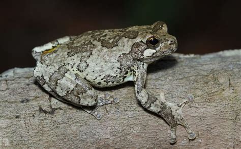 Gray Tree Frogs Learn About Nature