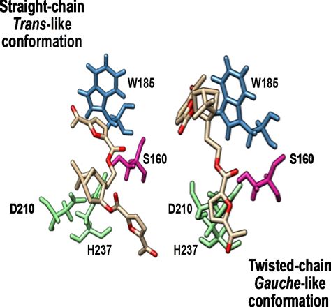 Conformational Selection In Enzyme‐catalyzed Depolymerization Of Bio