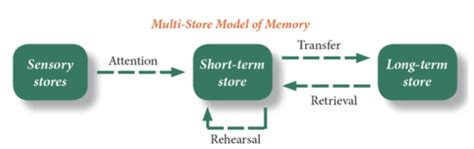 Multi-Store Model of Memory (MSM) Flashcards | Quizlet