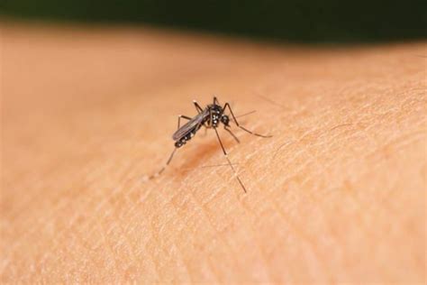 Ya Hay Circulación Comunitaria De Dengue Y Chikungunya En Distintas