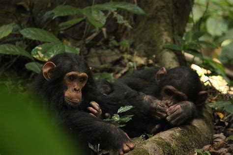 Science Heroes Jane Goodall