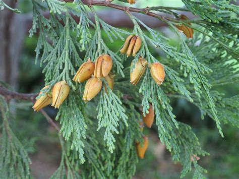 Calocedrus Decurrens Torr Florin Plants Of The World Online Kew