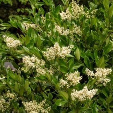 Texas Privet Star Nursery Garden And Rock Centers