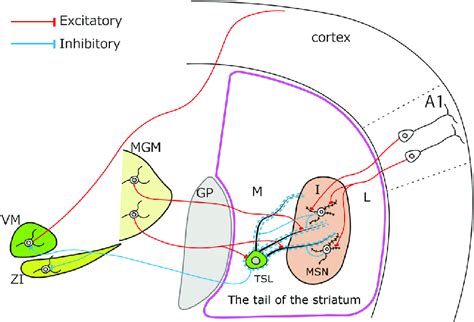 Schematic Drawing Of The Disinhibitory Pathway In Which Tsl Neurons Are