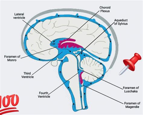 Capillaries Neurogenesis Neuroprotection Neuroimmune
