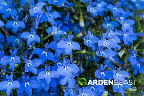 Best Trailing Plants To Grow In Containers Here S Our Top Picks