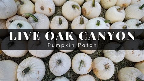 Live Oak Canyon Pumpkin Patch In Yucaipa Pumpkin Blasters Tractor