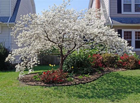 10 Tree Shapes To Transform Your Yard