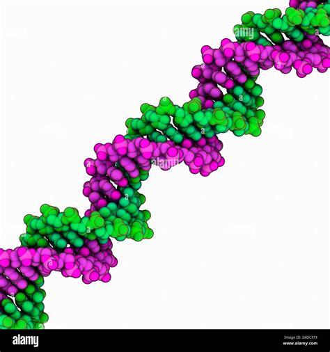 Synthetic Dna Deoxyribonucleic Acid Molecule Computer Model Showing The Structure Of A