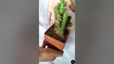 ලස්සනට තියන්න පුංචි මල් වාස් එකක් හදමු 🌸🙃 Lets Make A Small Flower💐 Vase To Put It