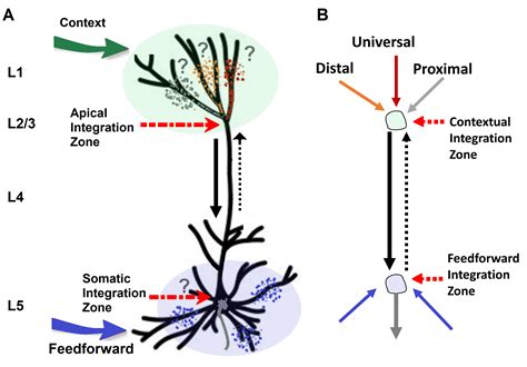 Conscious Multisensory Integration CMI LAB
