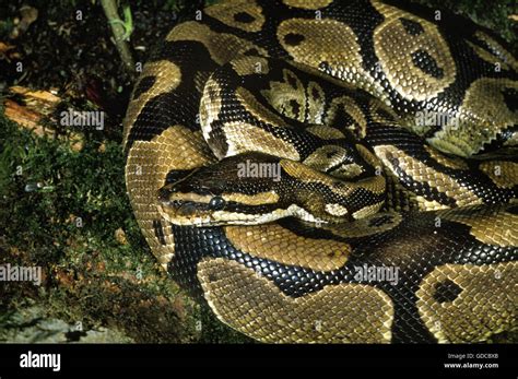 Royal Python Python Regius Adult Stock Photo Alamy