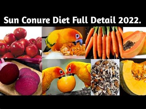 Sun Conure Full Diet Detail 2022 Youtube