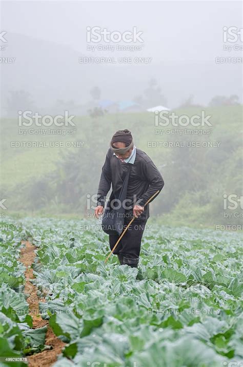 Tukang Kebun Tak Dikenal Menerapkan Pupuk Ke Kubis Yang Diajukan Foto ...