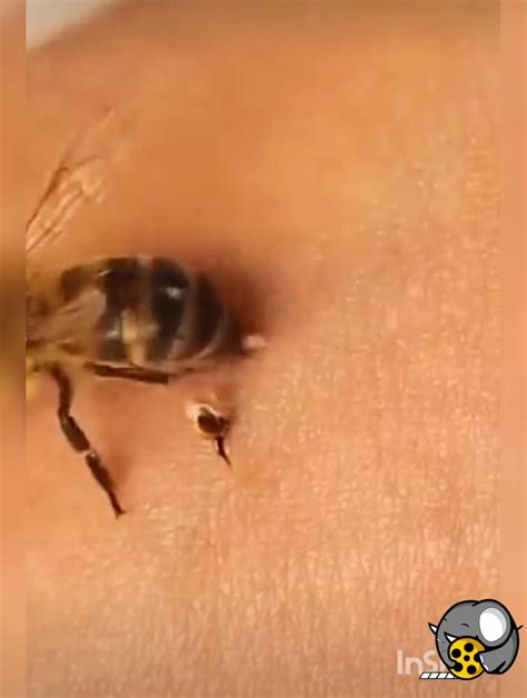 فرق نیش زنبور عسل با سایر زنبور ها فیلو