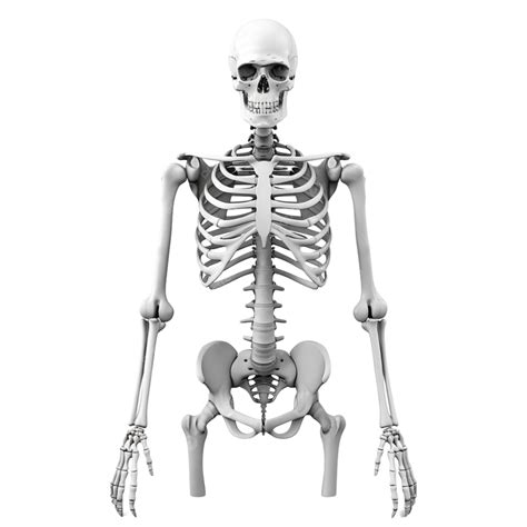 투명 배경에 고립 된 인체 골격 해골 뼈 인간 Png 일러스트 및 이미지 에 대한 무료 다운로드 Pngtree