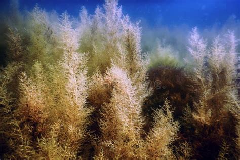 Forest Of Seaweed Seaweed Underwater Underwater Scene Stock Image