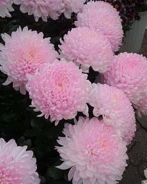 Pin by Стефка Василева on хризантема | Rose flower pictures, Beautiful ...