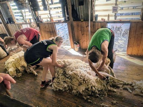 Shearing And Wool Classing Project Skills Insight