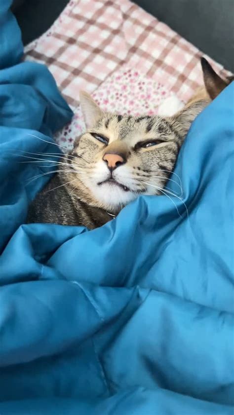 Cat Catsofinstagram Catlover Catlife Catlovers Catholic Catsof