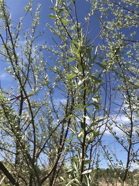 Russian Olive Trees Naturalist Perspective
