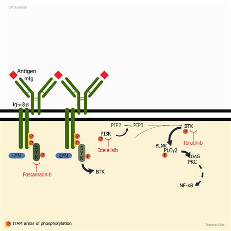 B Cell Receptor Bcr Signalling Pathway Download Scientific Diagram