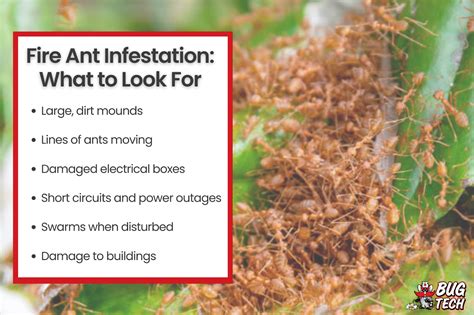 Red Ants Vs Fire Ants Key Differences And Control Tips