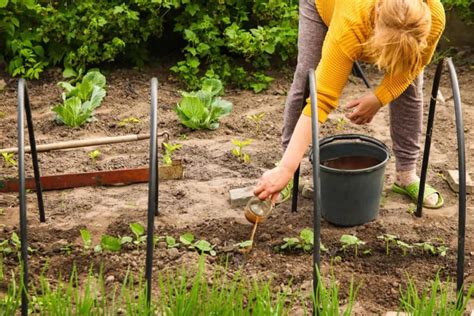 14 Steps For Preparation Of Seaweed Liquid Fertilizer Diy For Plants