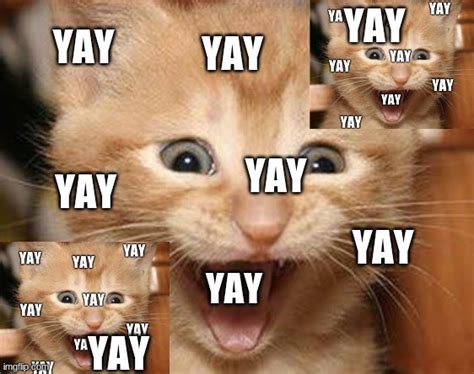 Cats Yay Memes And S Imgflip