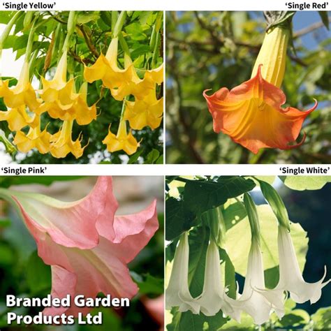How To Care For Brugmansia Tropical Plant Guy