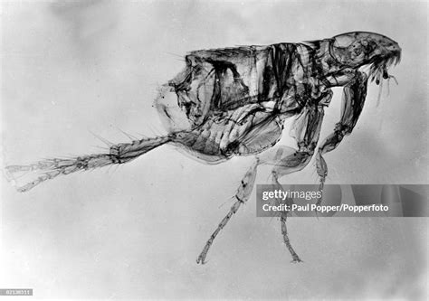 1954 The Common Dog Flea Magnified Many Times Through A New X Ray