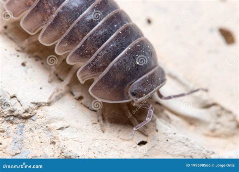 Roly Poly Bug Armadillidium Vulgare Walking On A Concrete Floor Under