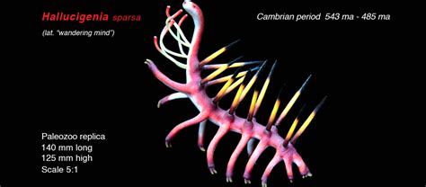 Hallucigenia Model From Paleozoo Evolutionary Models