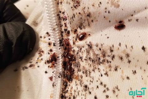 10 نکته درباره ساس تختخوابی برای خلاصی از آن‌