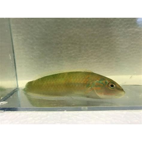 Green Wrasse Small 2 3 Foxy Saltwater Tropicals