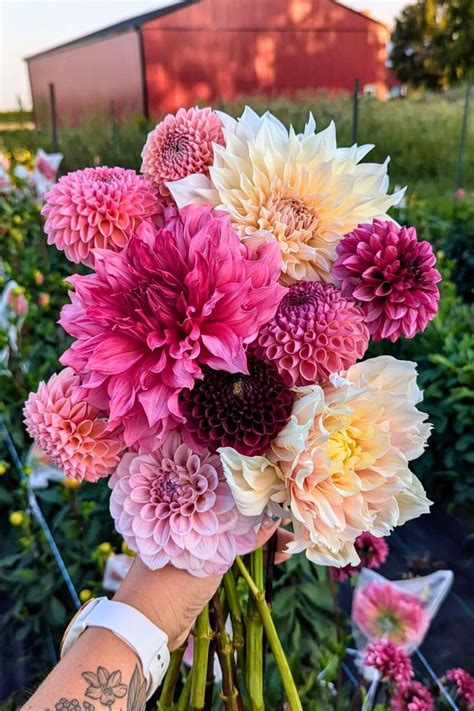 Different Types Of Dahlias Explained Flower Classifications And Forms