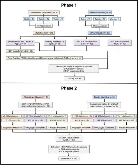 Flow Diagram Illustrating The Laboratory Workflow For The Phased