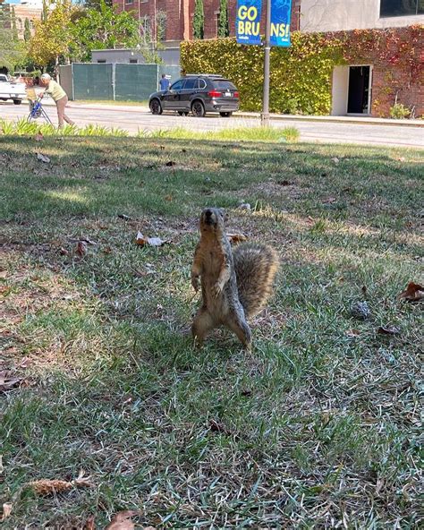 The Official Squirrels Of Ucla Uclasquirrels • Instagram Photos And