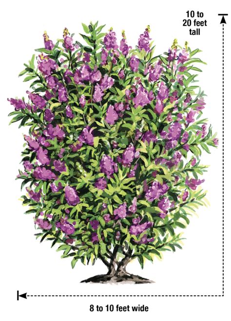 El Niño® Desert Orchid A Rare Small Tree That Blossoms All Summer