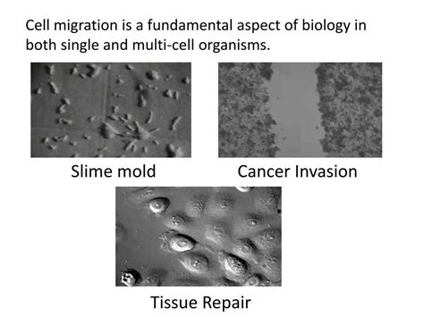 Ppt Cell Migration Powerpoint Presentation Free Download Id746755