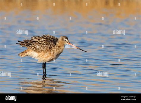 Marbled Godwit Bird Fluffing Feathers In A Prairie Wetland Frank Lake