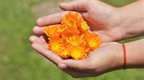 12 Edible Flowers To Spice Up Your Dishes