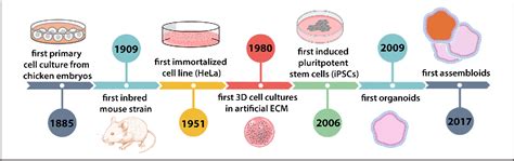 Figure 1 From Organoids Assembloids And Novel Biotechnology Steps