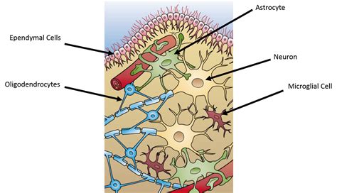 Glial Cell Structure